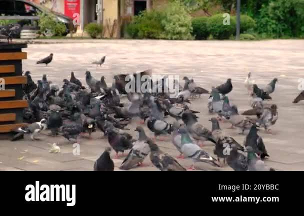 many pigeons in the park in summer. Selective focus. Nature Stock Video ...