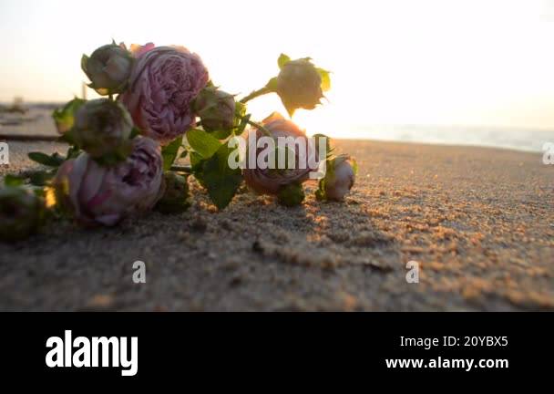 Rose flowers lying on sand of beach of sea shore coast at sunset dawn ...
