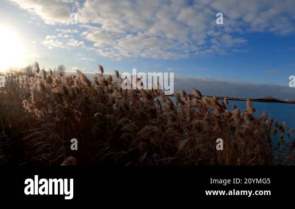 Fluffy reeds on a winter lake at sunset Stock Video Footage - Alamy