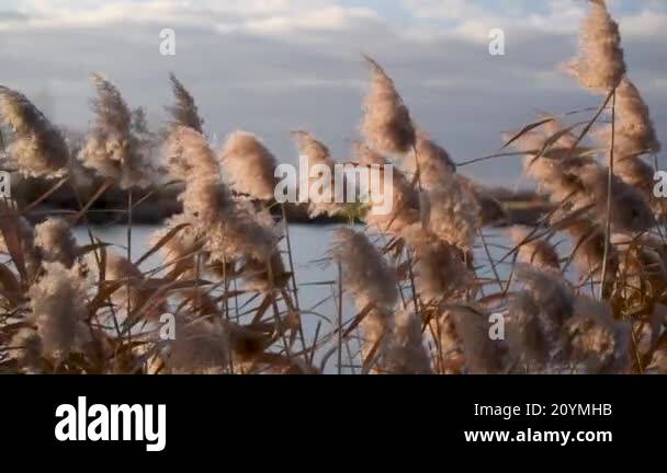 Fluffy reeds on a winter lake at sunset Stock Video Footage - Alamy