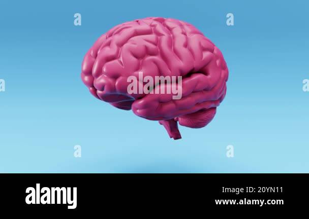 Vibrant pink human brain slowly rotating against pastel blue backdrop, showcasing intricate ...