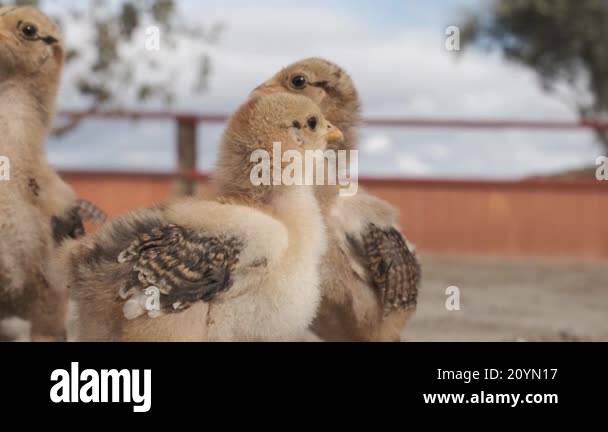 Group of baby chickens standing together on a rural farm, chirping ...