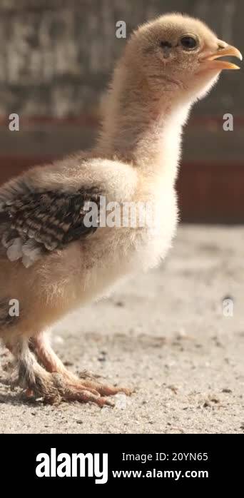 Chirping baby chicken stands on a concrete surface, making repeated ...