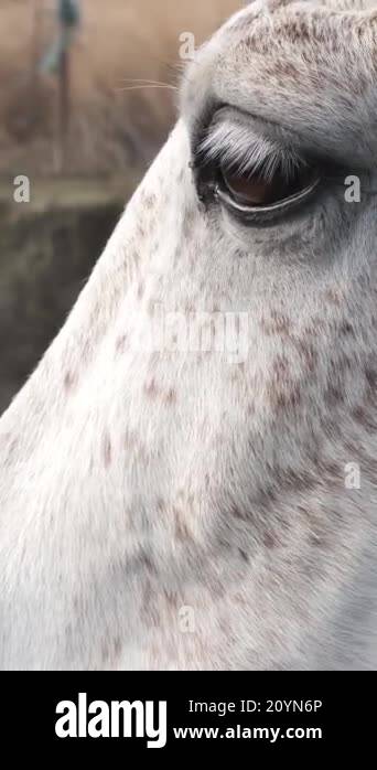 Close-up shot captures a white horse blinking its eyes, showcasing the ...
