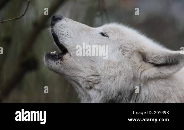 Howling White Hudson Bay Wolf (Canis lupus hudsonicus Stock Video ...