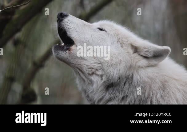 Howling White Hudson Bay Wolf (Canis lupus hudsonicus Stock Video ...