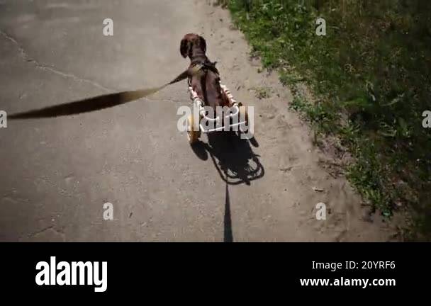 Paralyzed dog in wheelchair on a walk. Disabled dachshund walking on a ...