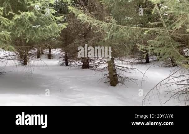 Pine branches sway in the snow. Deep snowdrifts, smooth camera movement ...