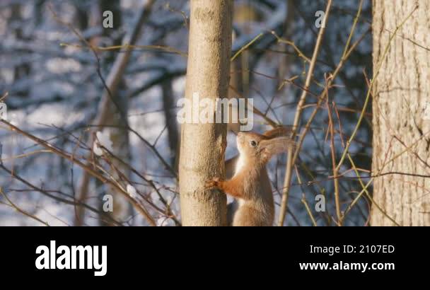A forest squirrel jumps from one tree to another in winter Stock Video ...