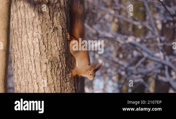 Two forest squirrels run along the bark of a tree trunk in winter Stock ...