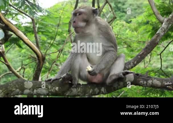 Macaca fascicularis (kera ekor panjang, monyet ekor panjang, long ...