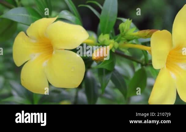 Alamanda or allamanda is an ornamental plant which is commonly referred ...