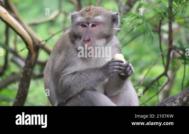 Macaca fascicularis (kera ekor panjang, monyet ekor panjang, long ...