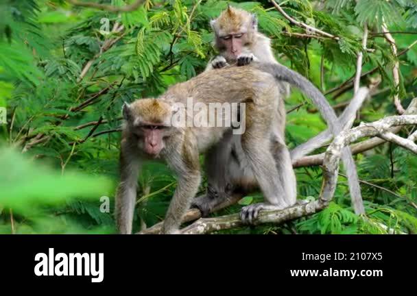 Macaca fascicularis (kera ekor panjang, monyet ekor panjang, long ...