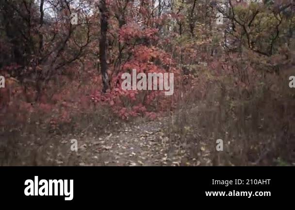 Natures Autumn Palette: Red Leaves. Brilliant Red Foliage in the Fall ...