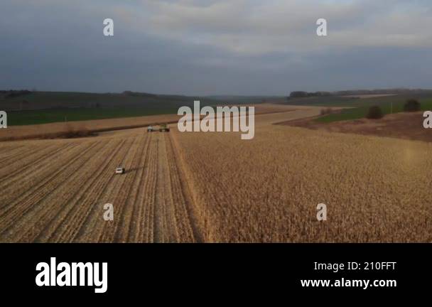 Green combine harvesting corn at sunset in Ukraine Stock Video Footage ...