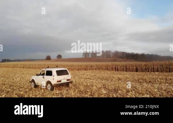 Green combine harvesting corn at sunset in Ukraine Stock Video Footage ...