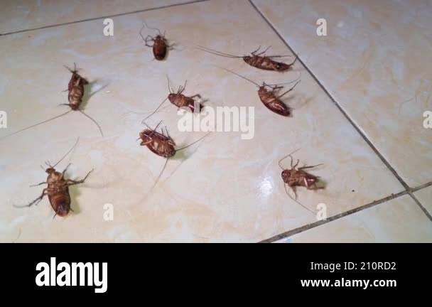 Cockroaches die on their backs from pesticide poisoning Stock Video ...