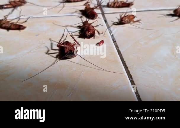 Cockroaches die on their backs from pesticide poisoning Stock Video ...