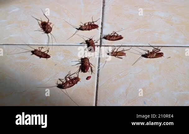 Cockroaches die on their backs from pesticide poisoning Stock Video ...