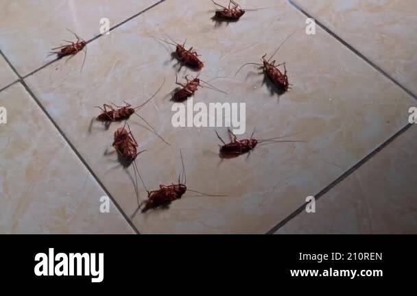 Cockroaches die on their backs from pesticide poisoning Stock Video ...