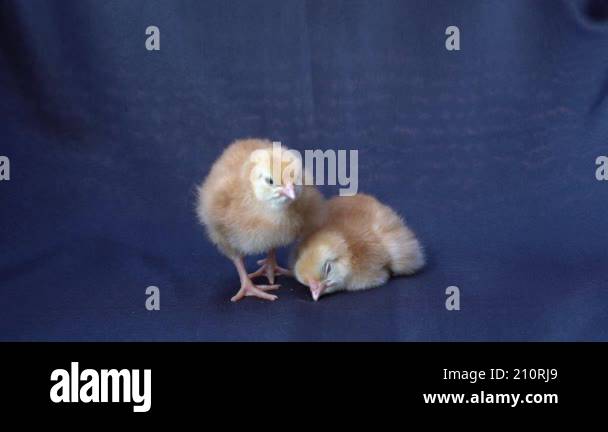 Close up to two Rhode Island Red baby chicken on dark black cloth ...