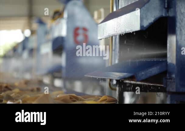 The close up view of the natural rubber sheet cleansing process by the ...
