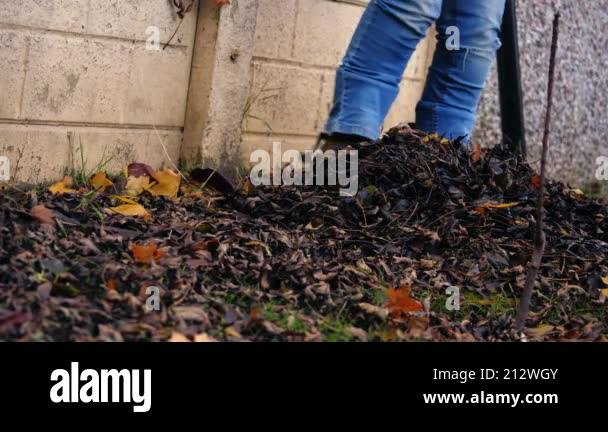 Raking up pile of dead autumn leaves medium 4k shot selective focus ...