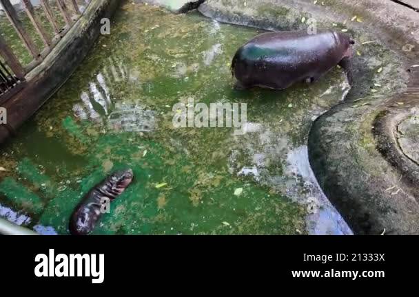 The cute little hippo named Moo Deng. The world-famous little hippo pig ...