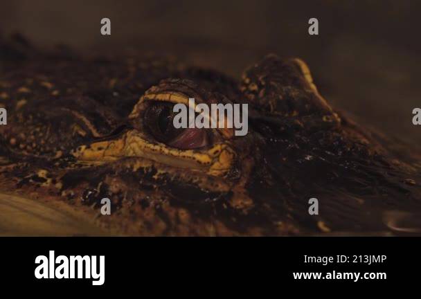 Alligator eyes, close-up of a live alligator head. Cold blood crocodile ...