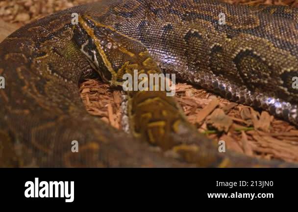 Snake Python resting and coiled itself in the nest. Python snake curled ...