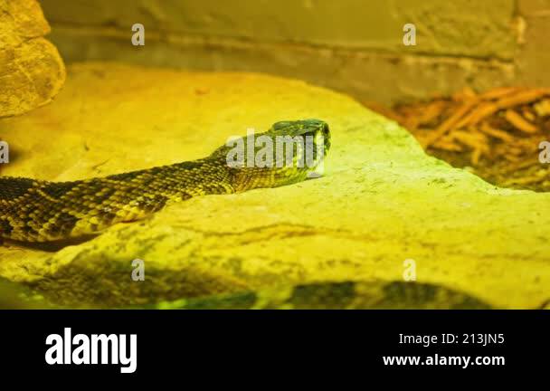 Eastern diamondback rattlesnake, largest and heaviest known species of ...