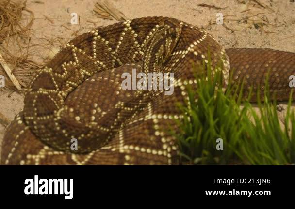 Sleeping rattlesnake Stock Videos & Footage - HD and 4K Video Clips - Alamy