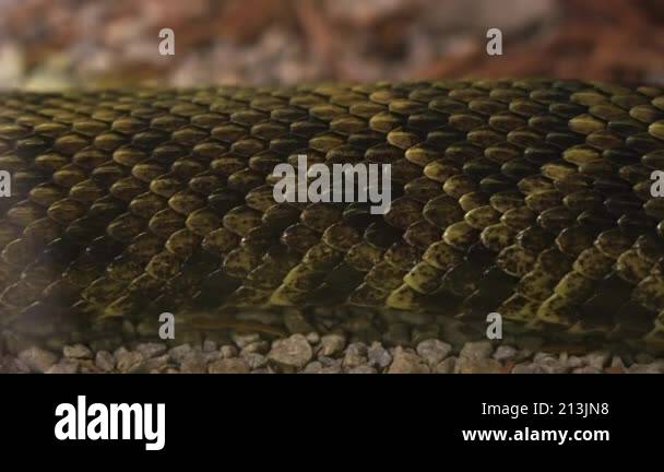 Rattlesnake skin Stock Videos & Footage - HD and 4K Video Clips - Alamy