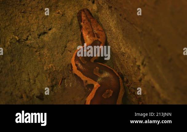 Snake Python resting and coiled itself in the nest. Python snake curled ...