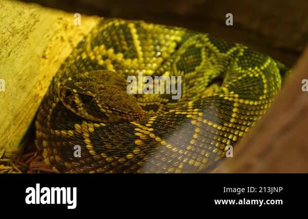 Eastern diamondback rattlesnake, largest and heaviest known species of ...