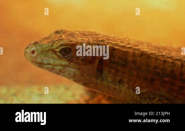 Sudan plated lizard, cute reptile. Western plated lizard or Broadley's ...