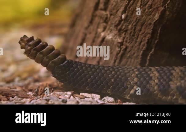 Rattlesnake tale rattle shows while slithering extreme macro close up ...