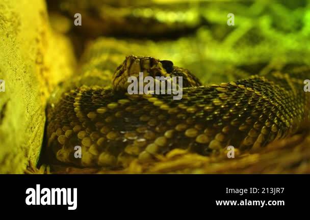 Venomous rattlesnake species Stock Videos & Footage - HD and 4K Video ...