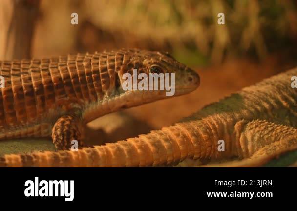 Sudan plated lizard, cute reptile. Western plated lizard or Broadley's ...