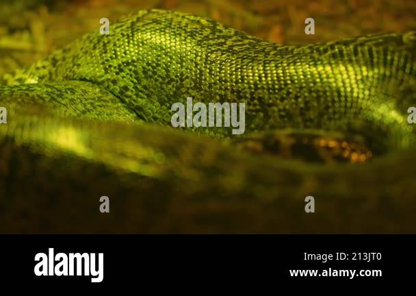 Serpent texture Stock Videos & Footage - HD and 4K Video Clips - Alamy