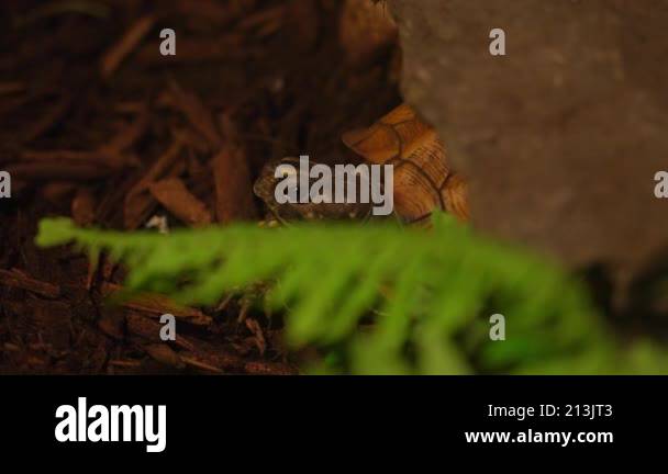 Asian pond turtle inhabits rivers, streams, marshes and rice paddies ...