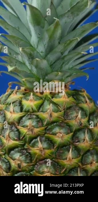 Real Real Fresh Fruit Pineapple Rotating On Blue Vertical Background ...