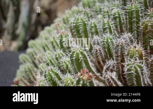 Structure cactus Stock Videos & Footage - HD and 4K Video Clips - Alamy