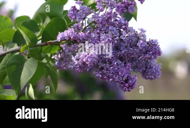 Delicate purple lilac blossoms gently swaying on tree branch, moving ...