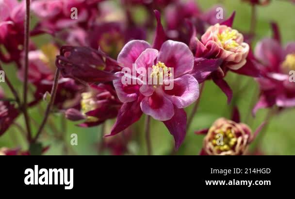 Columbine flowers pollination Stock Videos & Footage - HD and 4K Video ...