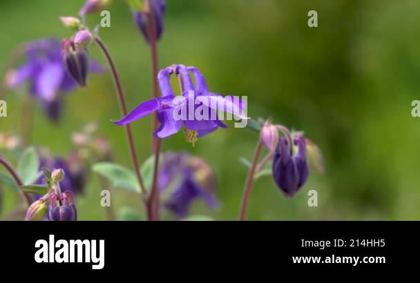 Purple columbine flowers, with their distinctive spurred petals, dance ...