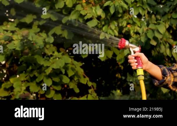 Watering the tree. Water injection through a rubber tube. Watering ...