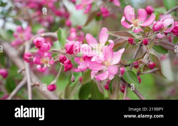 blooming pink apple tree close-up in spring. seasonal flowering fruit ...