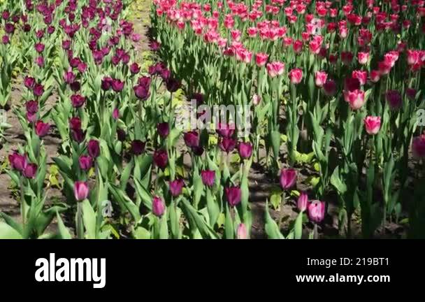 A flower bed of violet tulips grows in the park. Bulb flower bud close up. Blooming spring ...